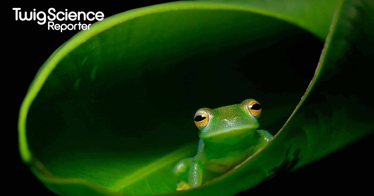 The Secrets of Frog Camouflage - Twig Science Reporter