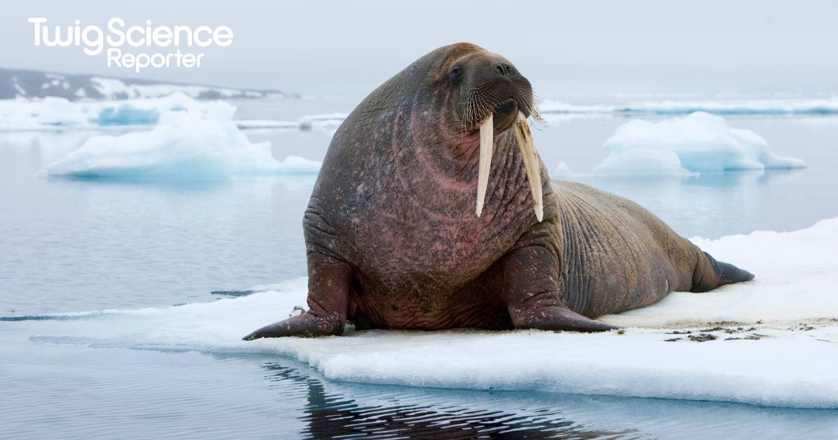 Spotting Walruses from Space - Twig Science Reporter