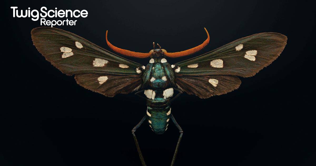 Endangered Insects - Twig Science Reporter