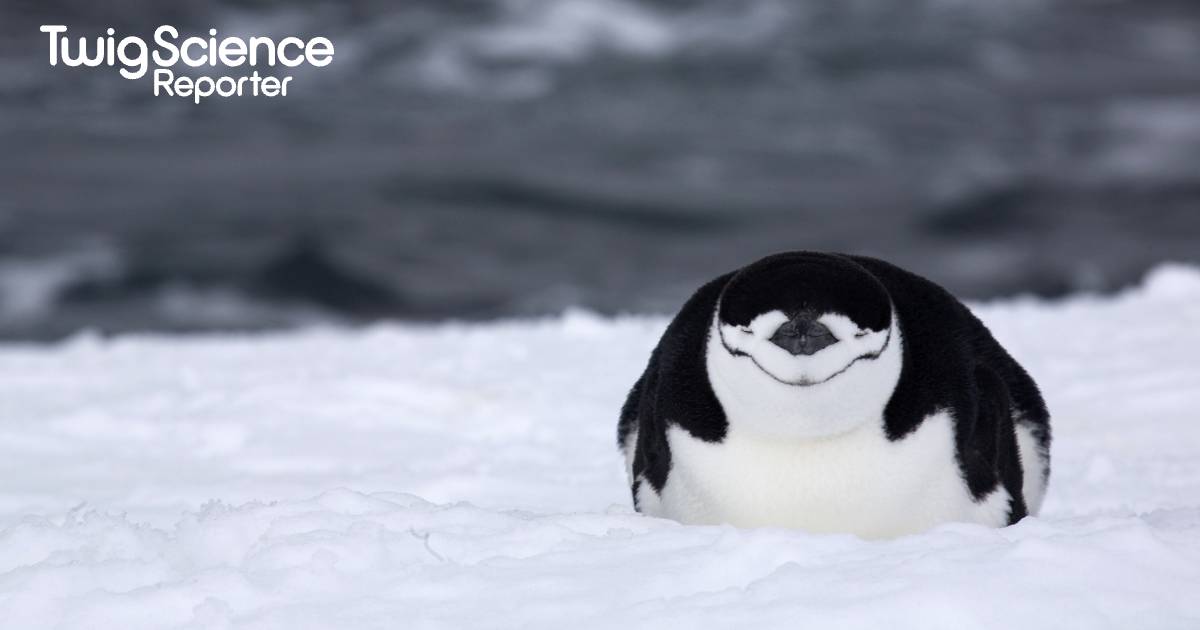 Napping Penguins - Twig Science Reporter