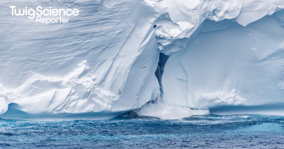 World's Largest Iceberg Runs Aground - Twig Science Reporter