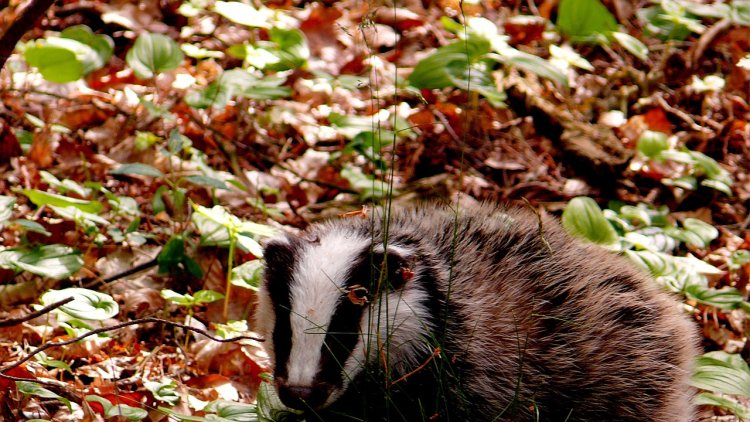 Politics Home | BVA raises welfare concerns for badgers trapped in ...