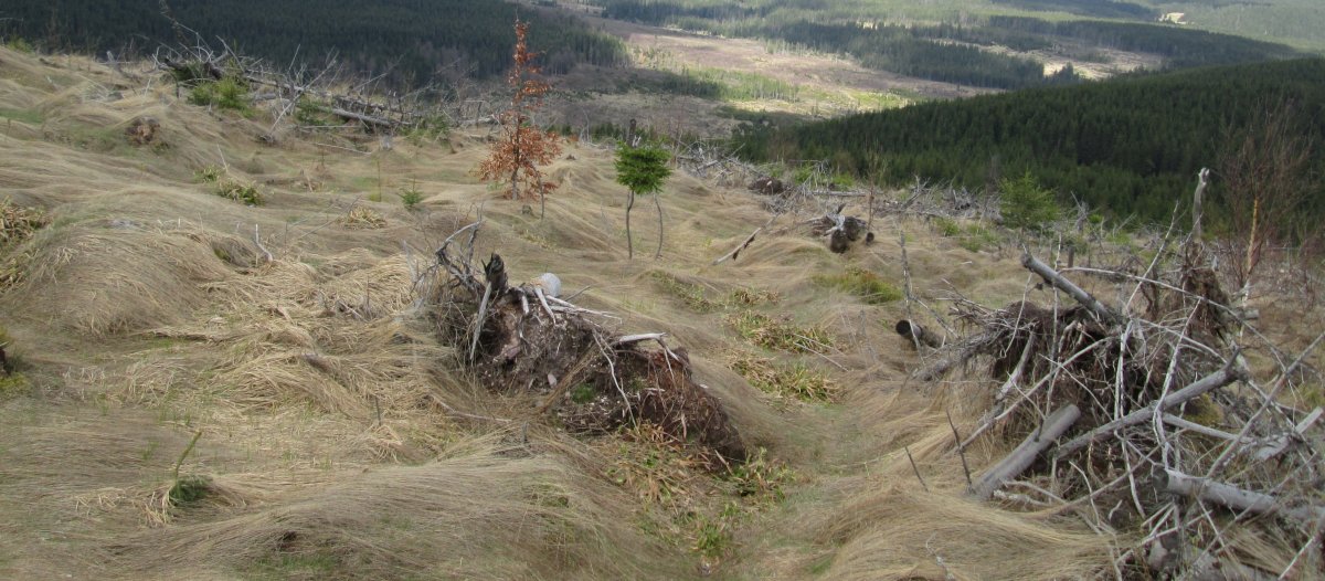 Deforestation likely? Lowest tree planting figures in England in a ...