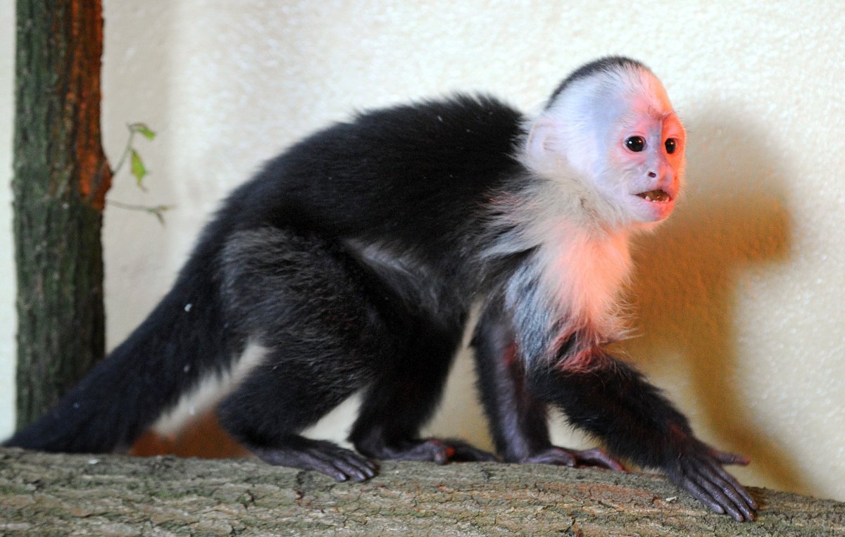 Politics Home | Labour vows 'total ban' on keeping primates as pets ...