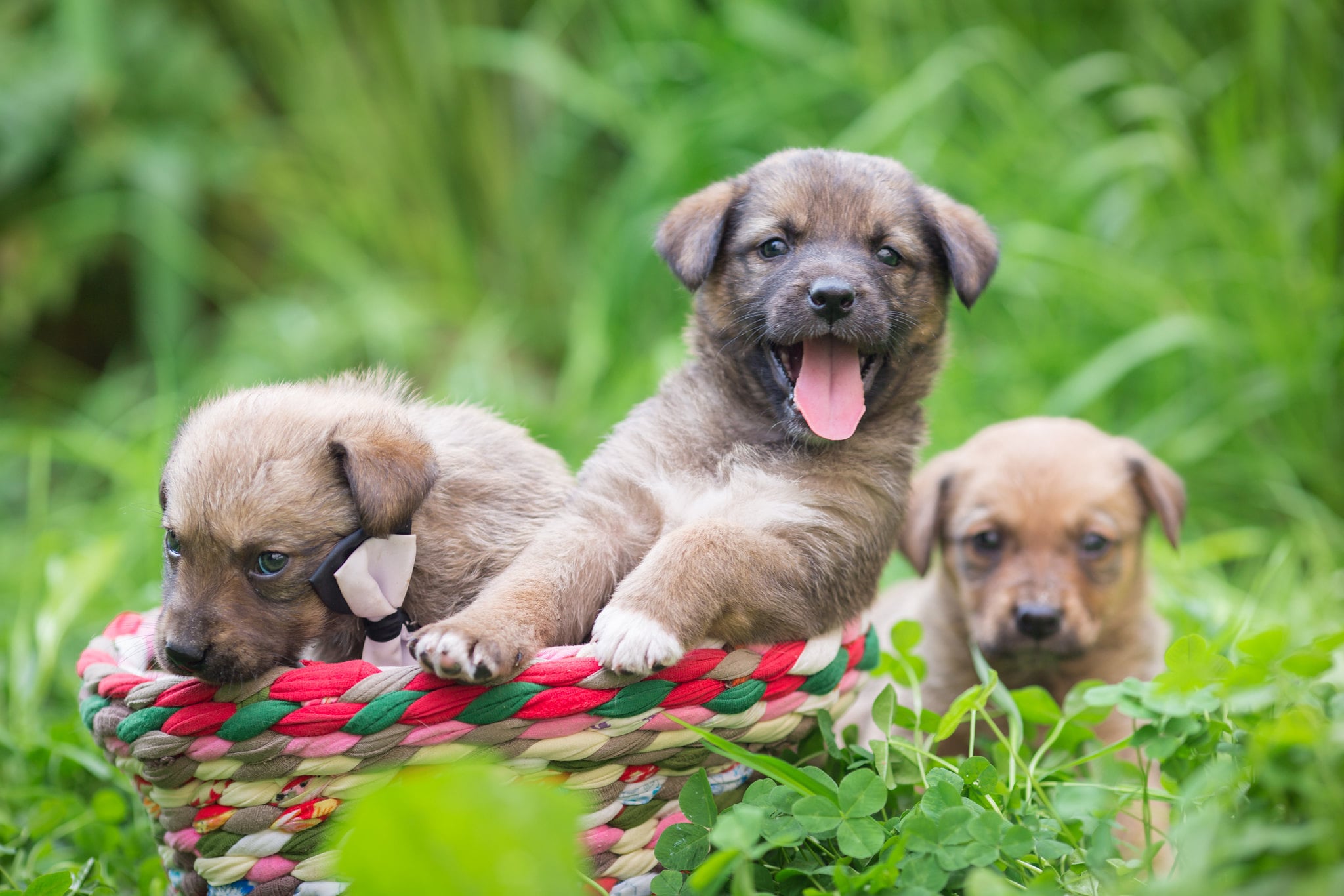 dog-hotel