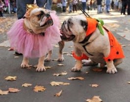 October Love - Dogs Out Loud