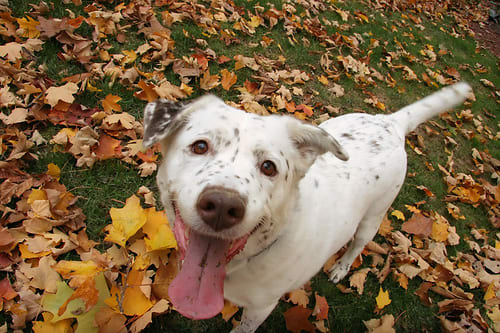 October Love - Dogs Out Loud