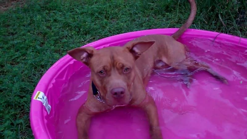 Reggie - Dogs Out Loud