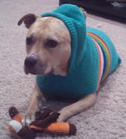 The Naughty List: Suki - Dogs Out Loud