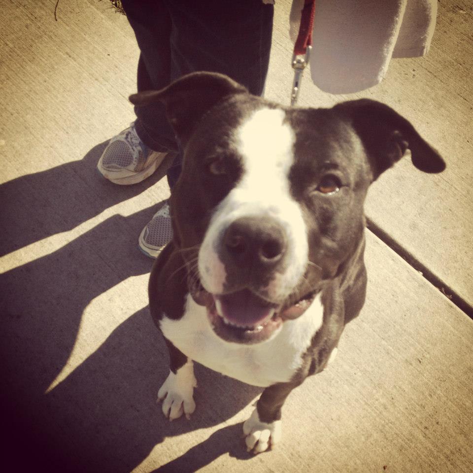 Josh - Dogs Out Loud