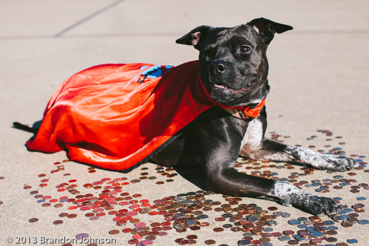 Change for Change! - Dogs Out Loud