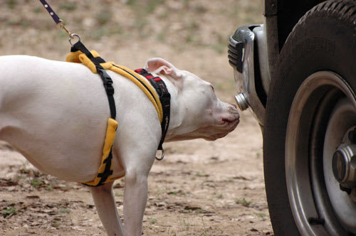 Guest Post: Julie Eskoff on the Features and Benefits of K9 Nose Work ...