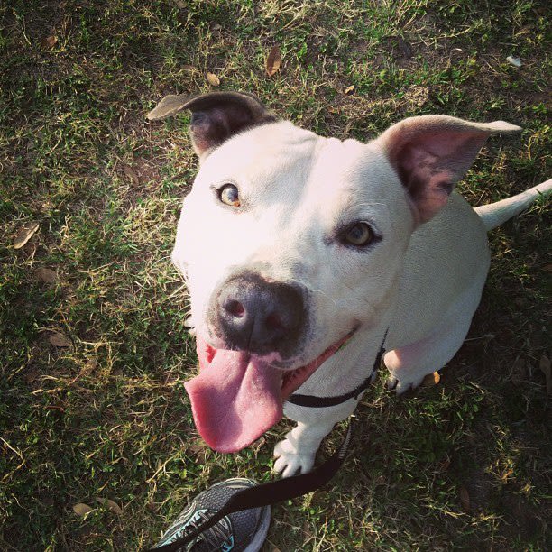 Kazoo: Adoptable Superdog Seeks Partner! - Dogs Out Loud