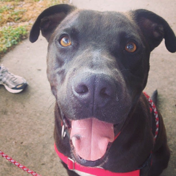 Trooper - Dogs Out Loud