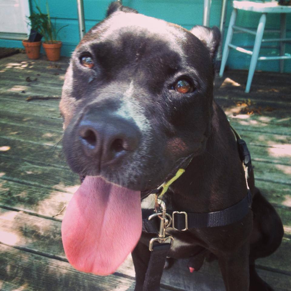 Mr. Pibb - Dogs Out Loud