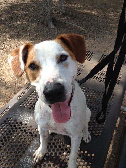 Cecil - Dogs Out Loud