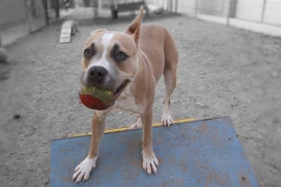 Shasta - Dogs Out Loud