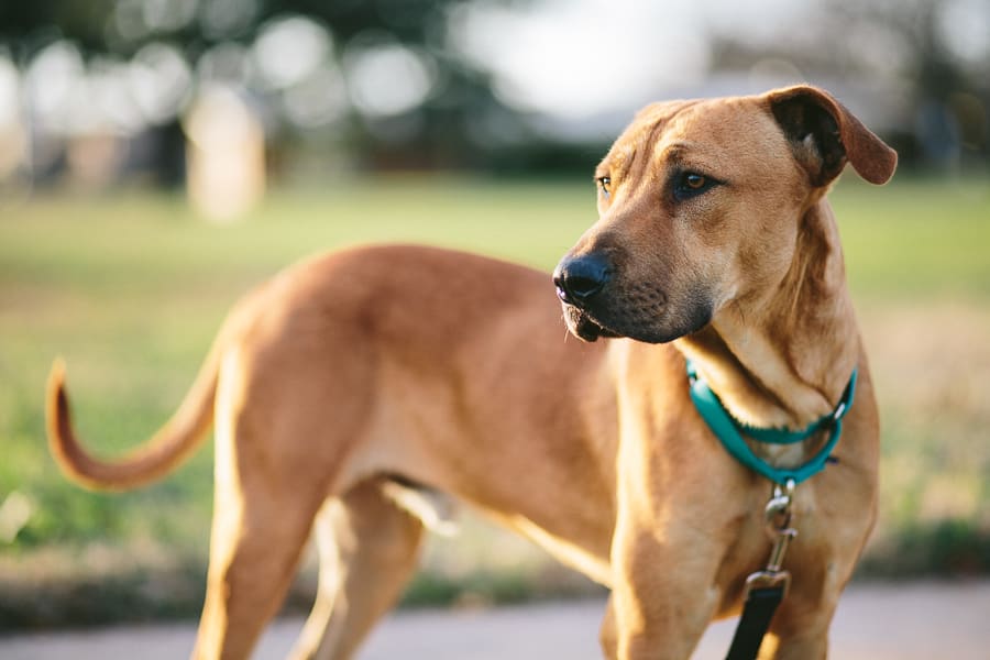 Simba - Dogs Out Loud