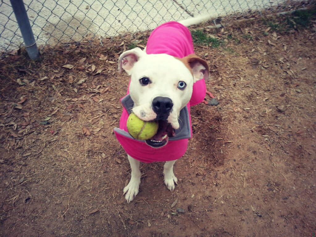 Osiris - Dogs Out Loud