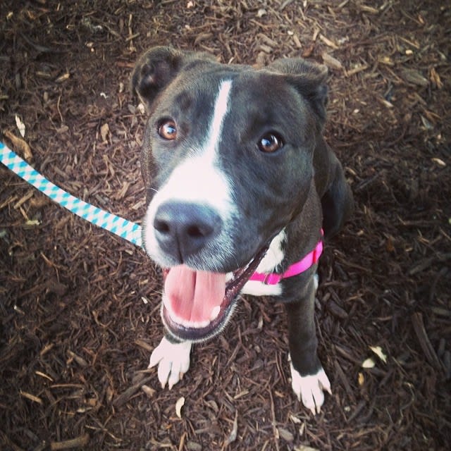 Tater - Dogs Out Loud