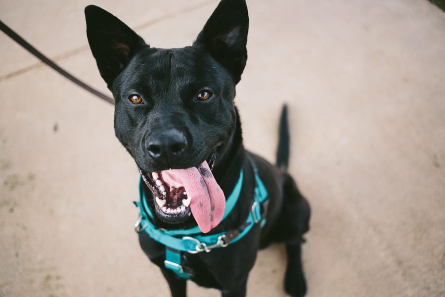 Strider - Dogs Out Loud