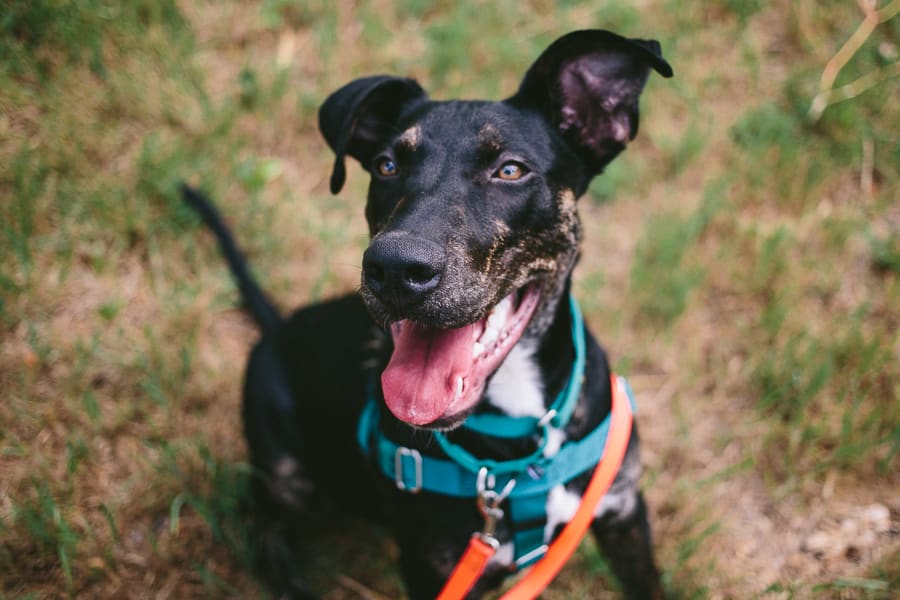 Dobby - Dogs Out Loud