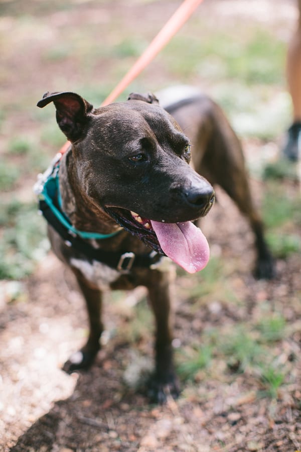 Pepper - Dogs Out Loud