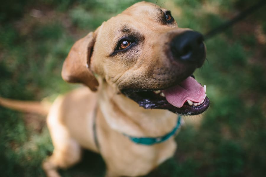 Tucker - Dogs Out Loud