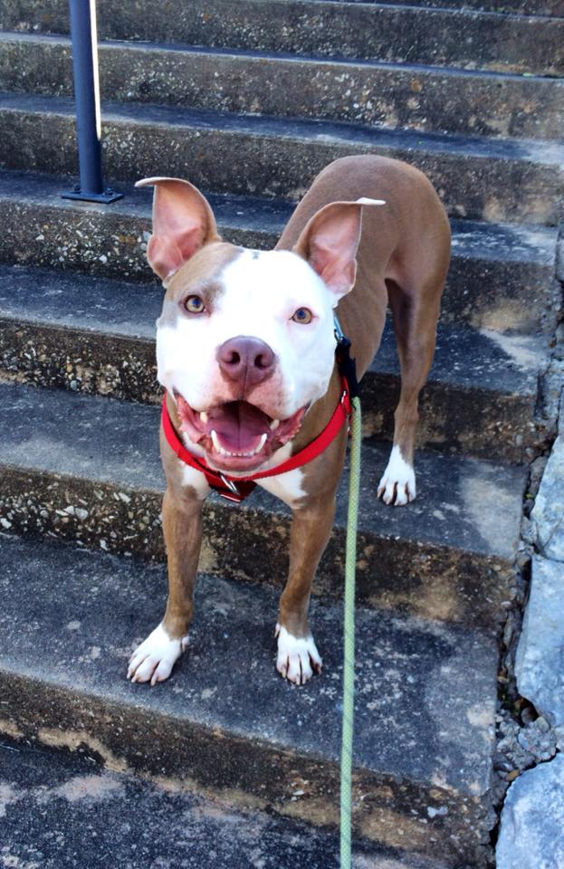 Simon - Dogs Out Loud