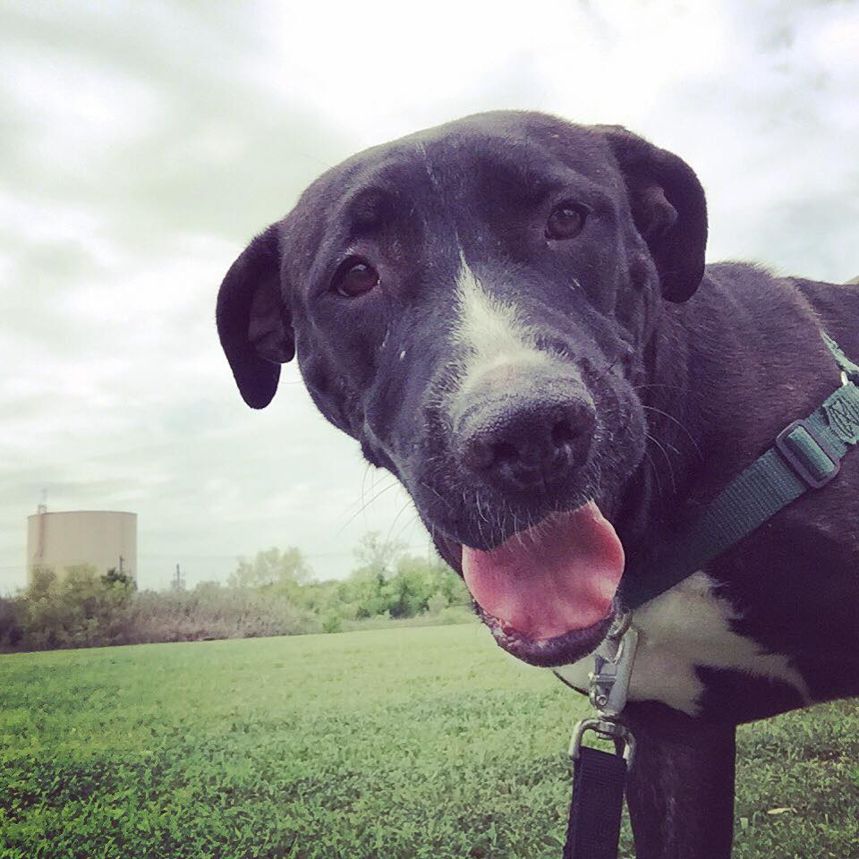 French Fry - Dogs Out Loud