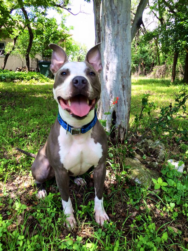 Fennec - Dogs Out Loud