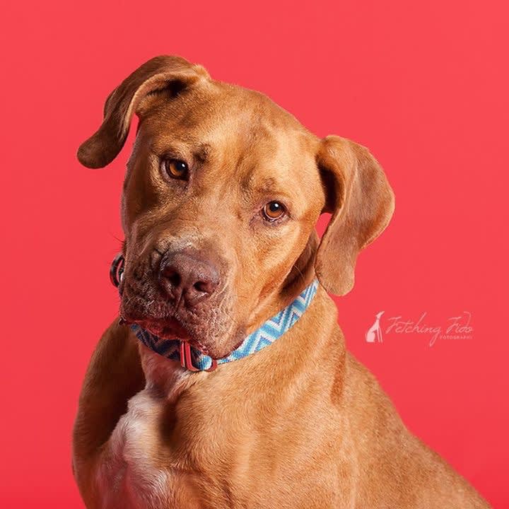 Boudreaux - Dogs Out Loud