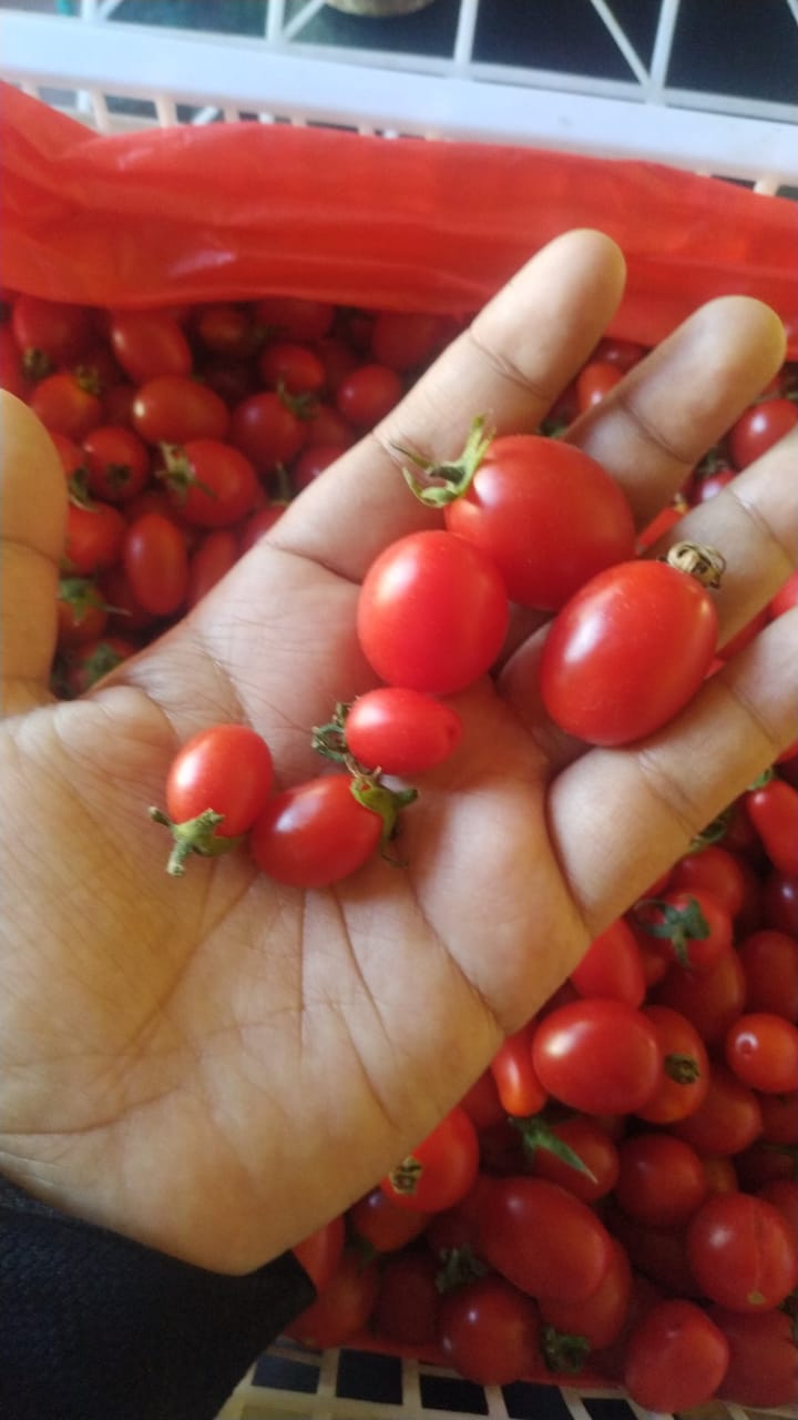 Tutorial Budidaya Tomat Cherry | Furusato Indonesia