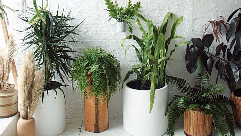 Bigger is better: The best indoor plant trends for 2019