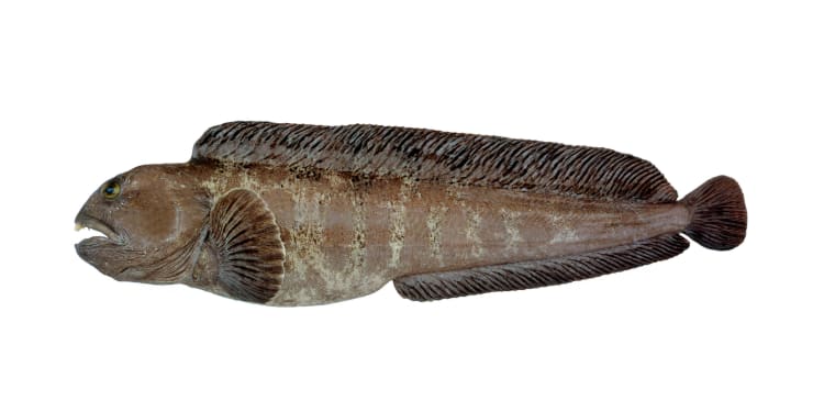 Arter Velkommen
