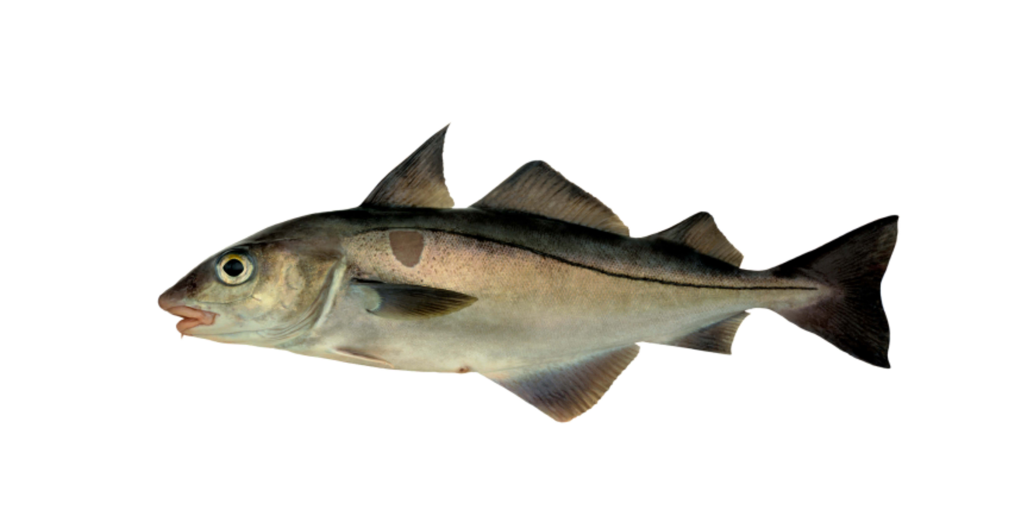 Hyse - Fersk fisk hver dag