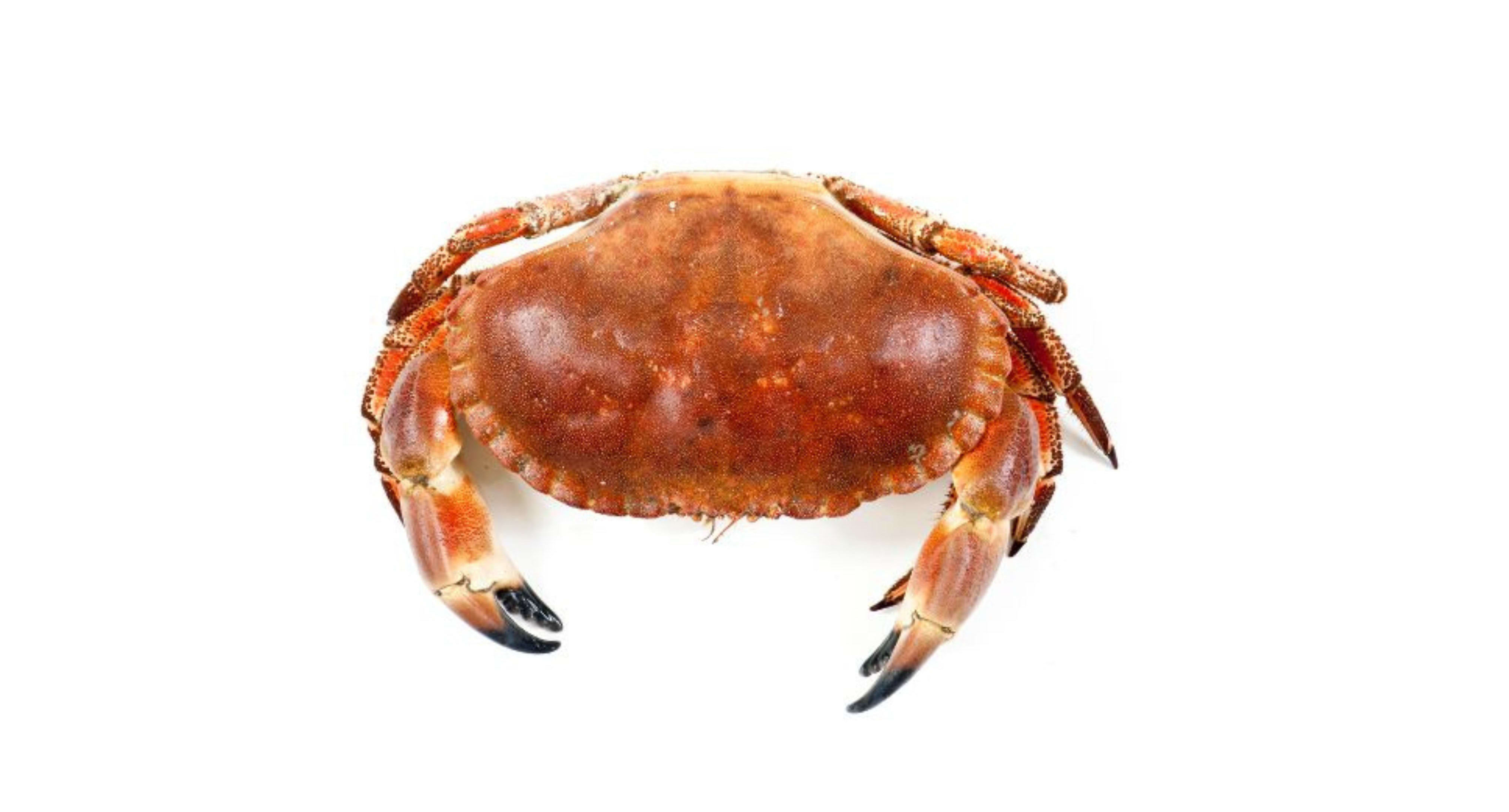 Krabbe - Fersk fisk hver dag