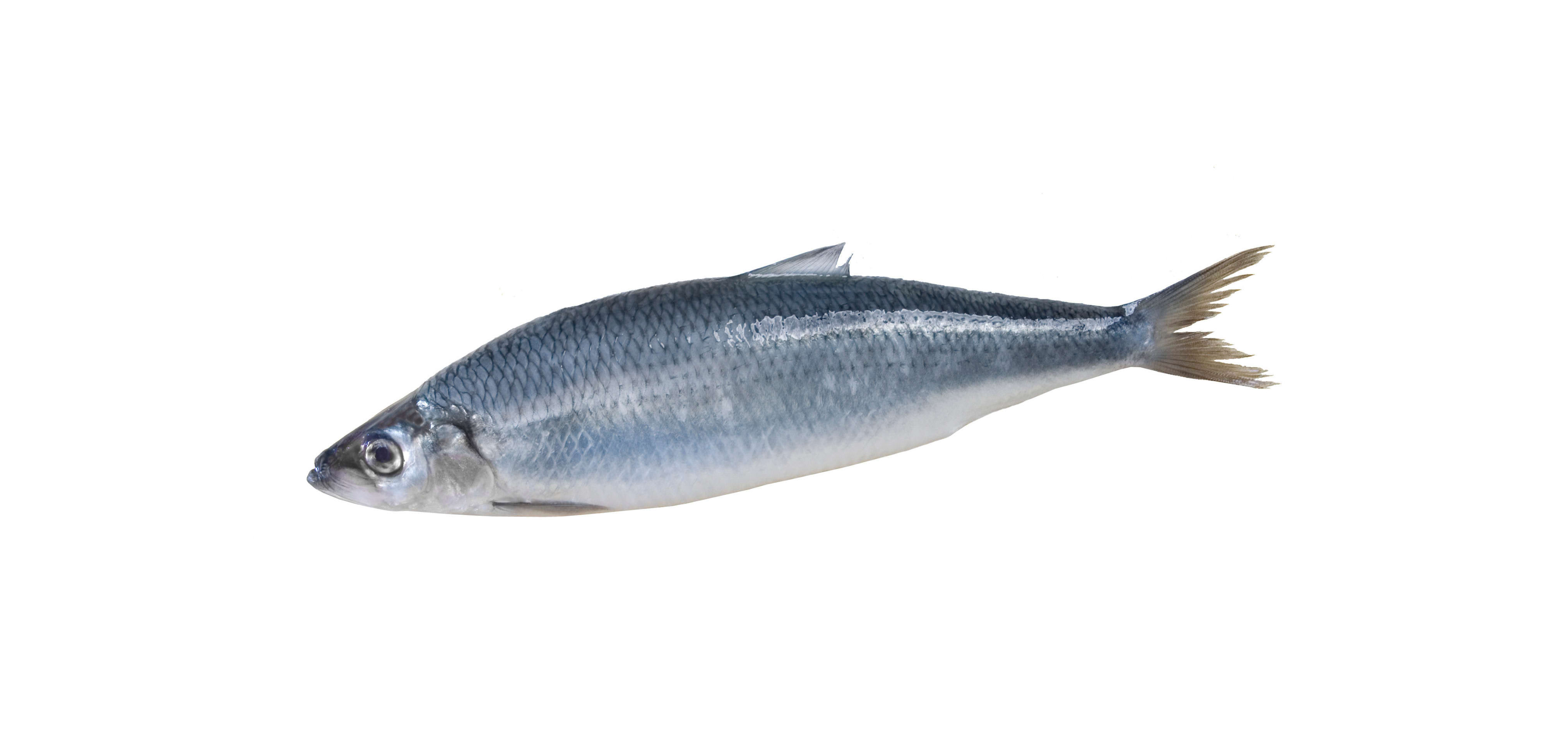 Sild - Fersk fisk hver dag