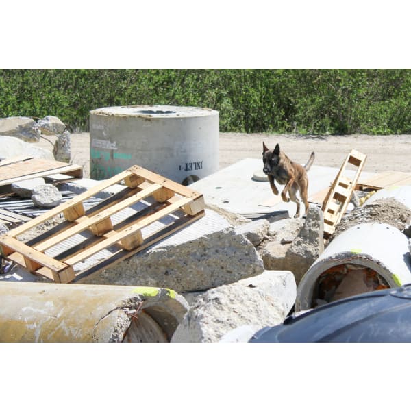 Bobcat Equipment Helps National Disaster Search Dog Foundation with ...