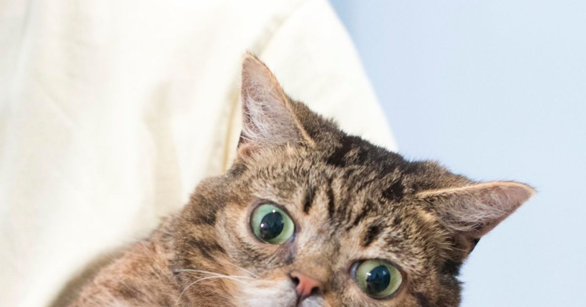 Know Your Internet Cat Guide