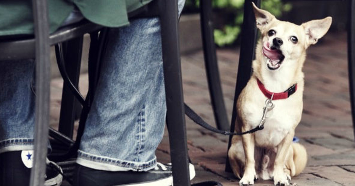 Dog-Friendly Dining in L.A.