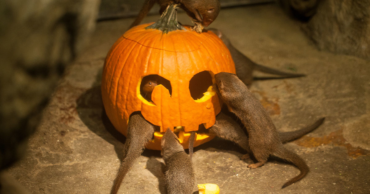 Lincoln Park Zoo Is Getting Scary This October
