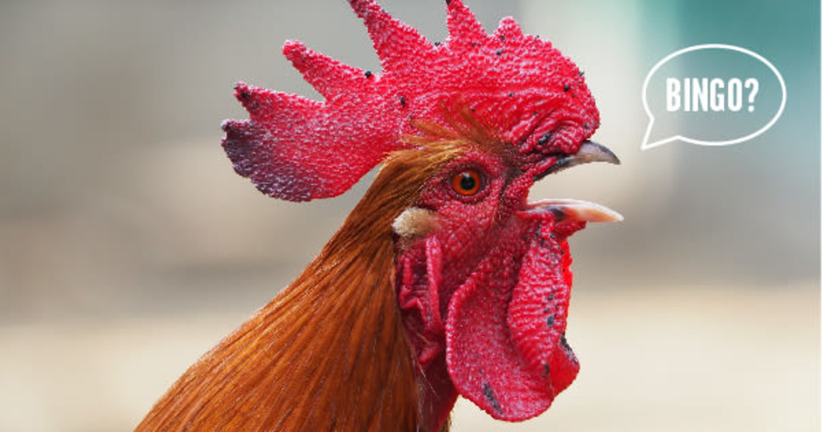 Chicken Shit Bingo