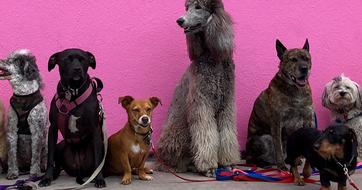 Dog-Friendly Guide To LA