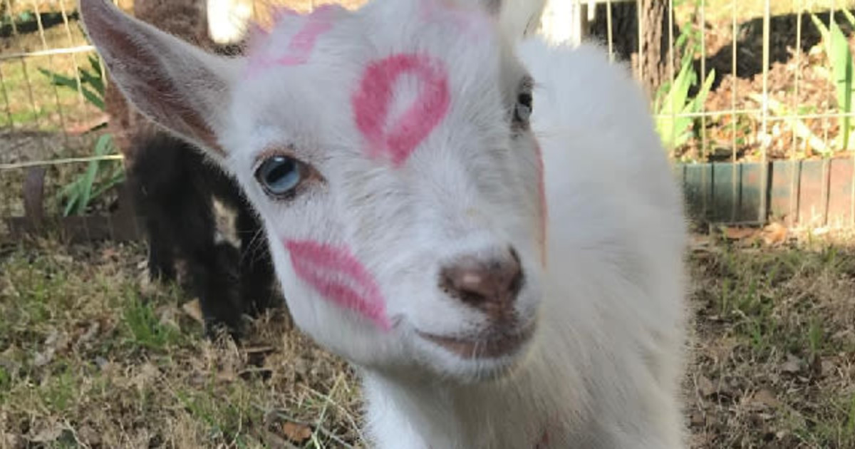 10 Austin Animals to Follow on Instagram