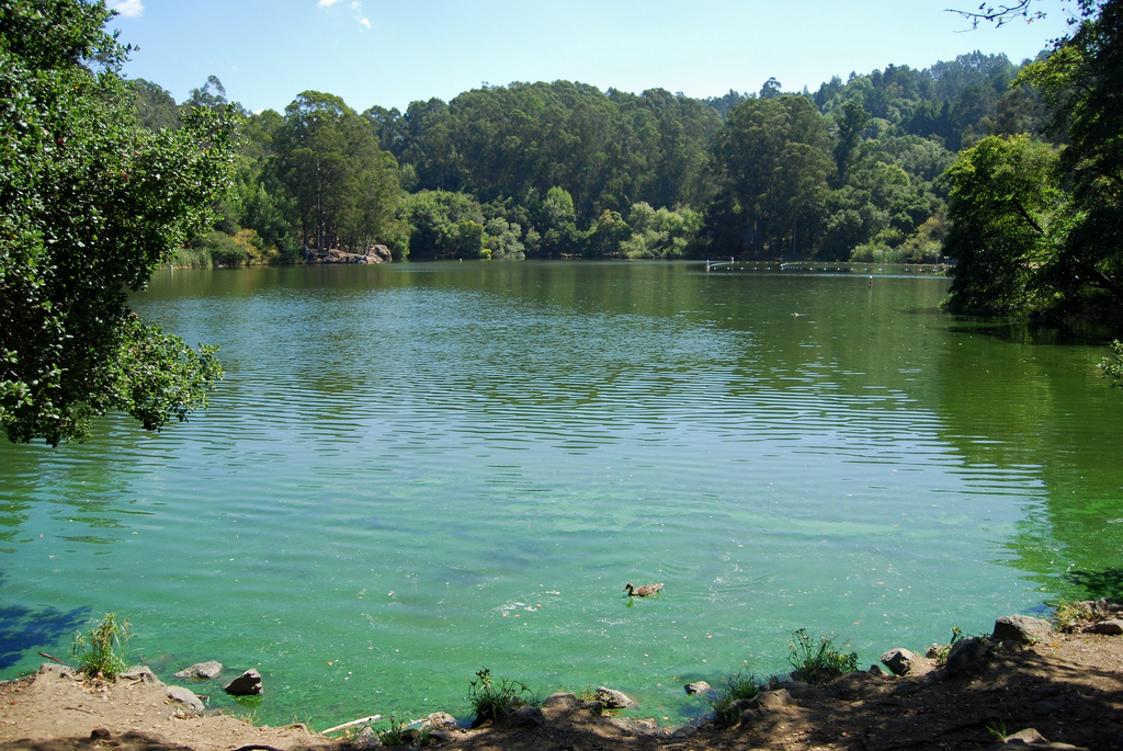 Can Dogs Swim In Lake Anza