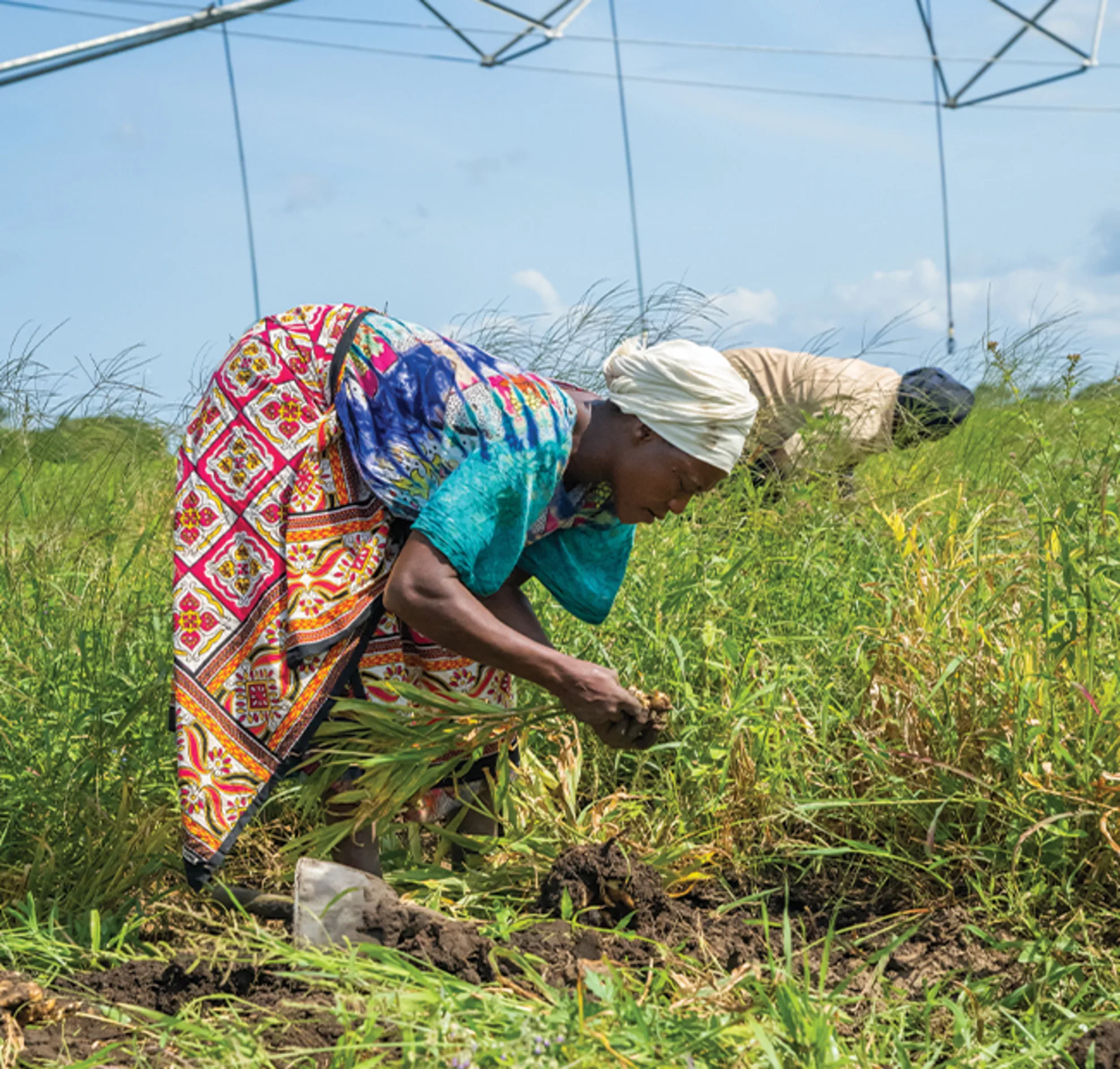 doTERRA Teafa (Melaleuca) 5ml - Doteo Shop