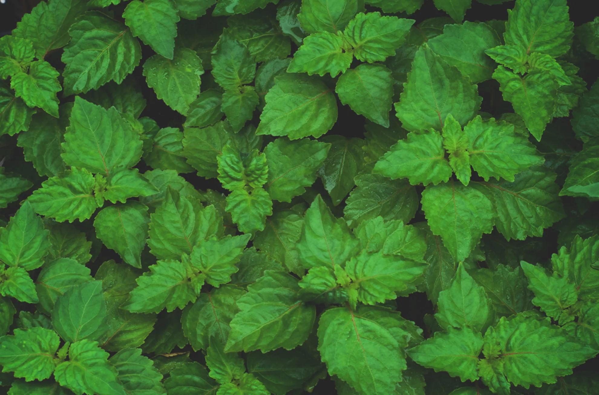 doTERRA Pacsuli illóolaj (15 ml) - Doteo Shop