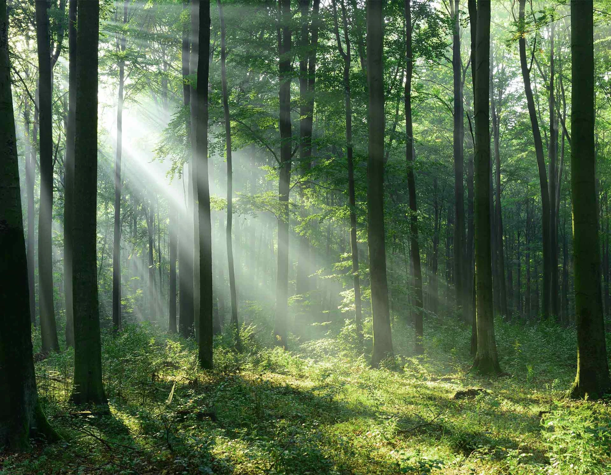 doTERRA Shinrin-Yoku™ Touch Erdőfürdőzés keverék - Doteo Shop