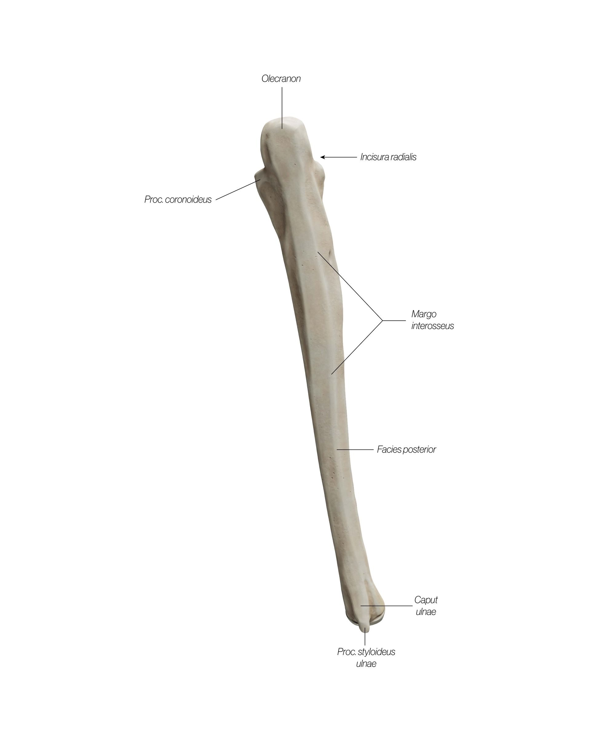 Ulna